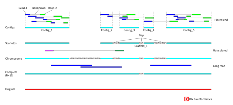 contig, scaffold, chromosome, completeの違い | DIY Bioinformatics